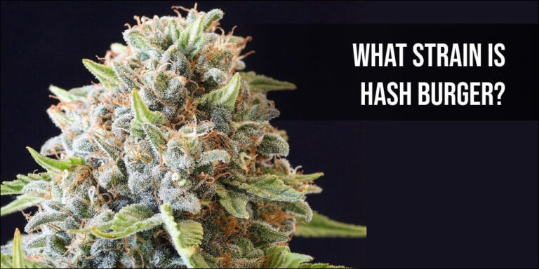 What Strain is Hash Burger? | APE Premium Cannabis
