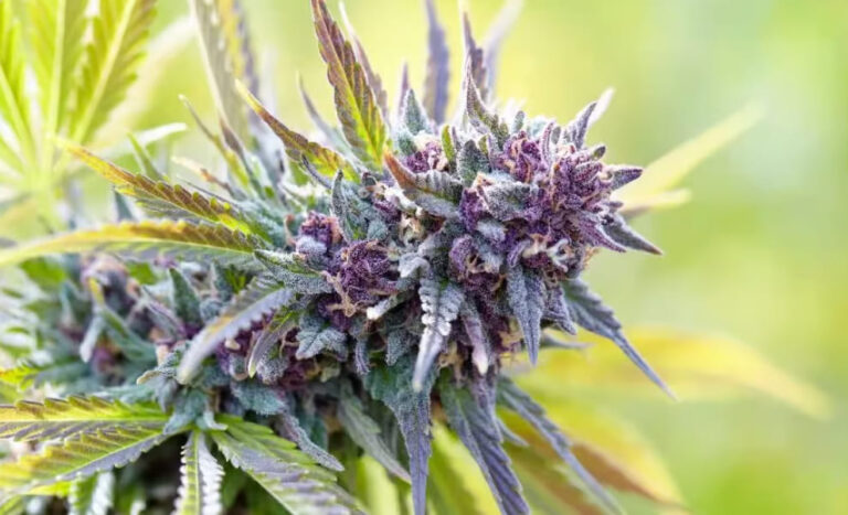 Pink Runtz Weed Strain: The Strain You Won't Forget | APE Premium Cannabis