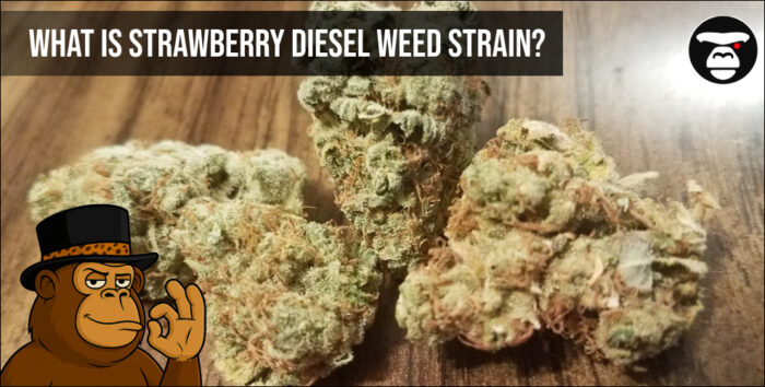 What is Strawberry Diesel Weed Strain? | APE Premium Cannabis